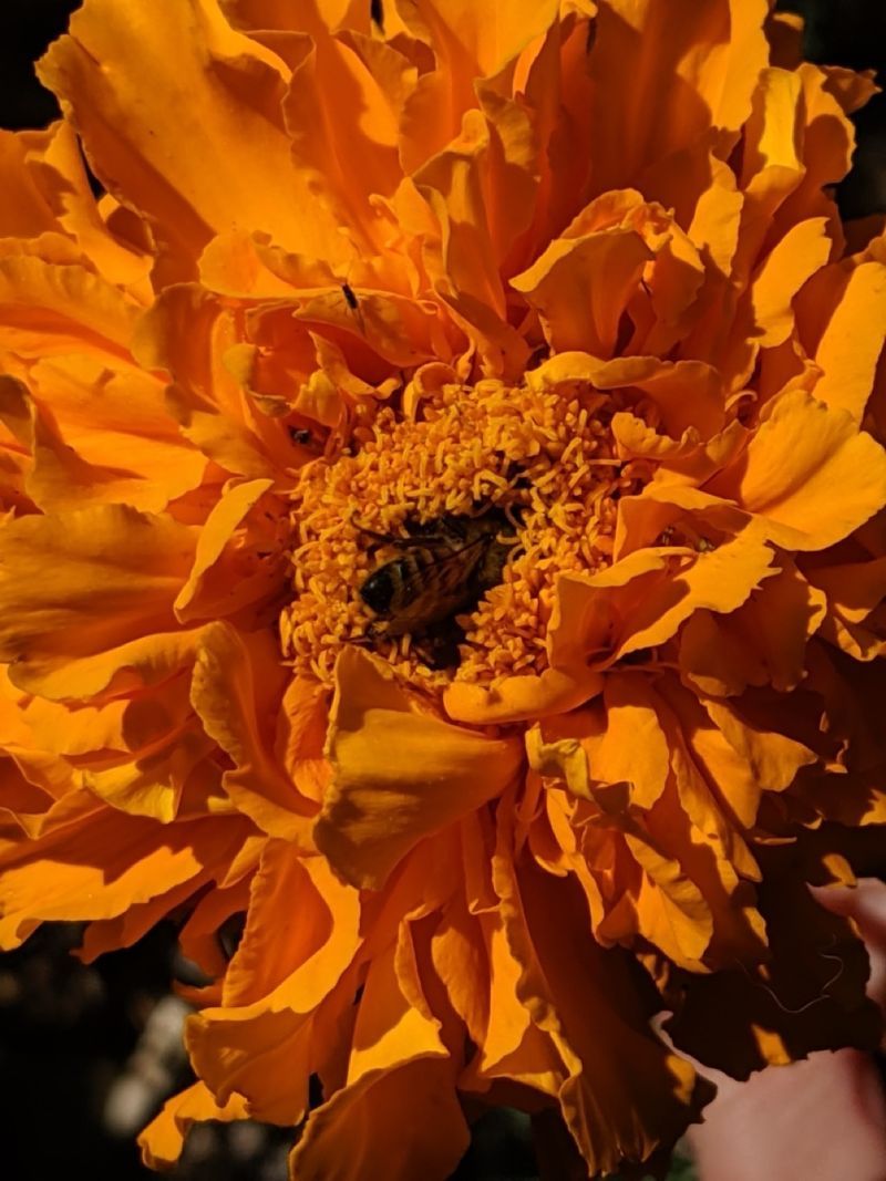 My Step-by-Step Guide to Grow Marigold from Seed (Germination & Flowering Tips)
